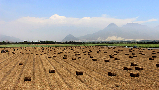 Conoce las últimas noticias de Manuelita Agroindustrial